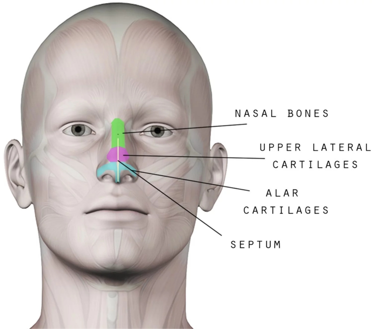 Male Rhinoplasty: Preserving and Enhancing the Masculinity | MCAN ...