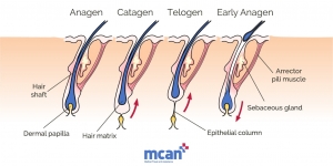 Hair Structure Diagram Explained: Layers, Follicles, and How Hair ...