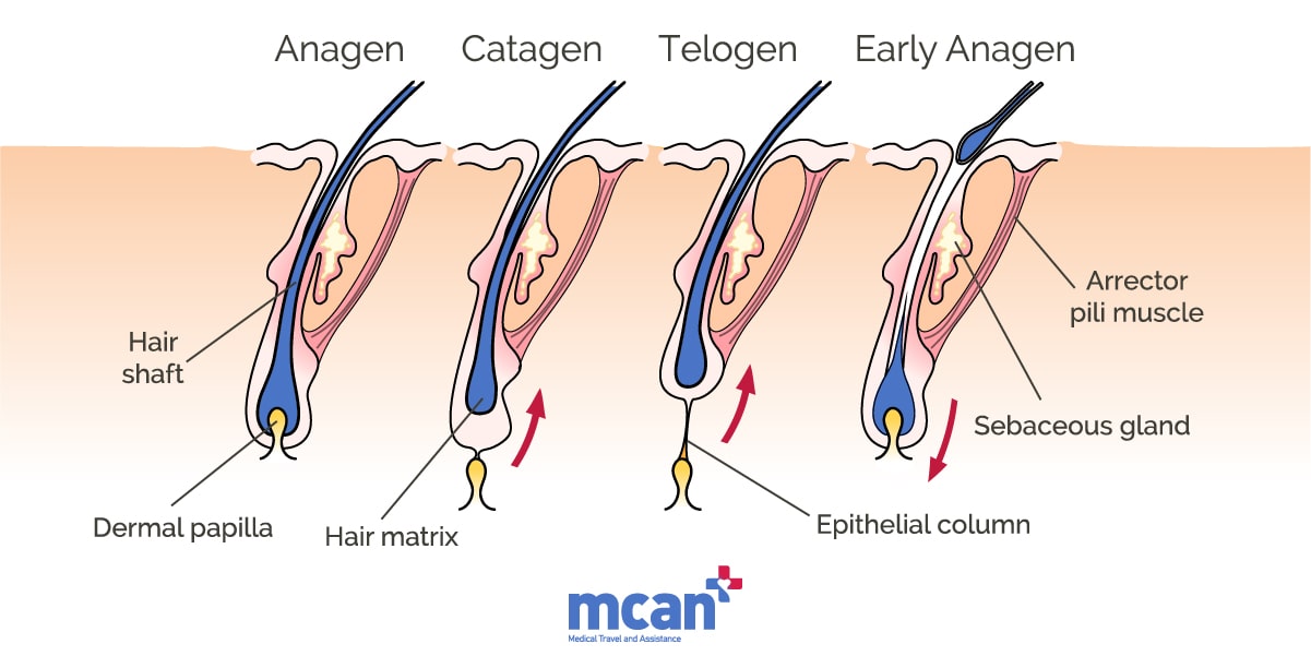 Hair Structure Diagram Explained: Layers, Follicles, and How Hair ...