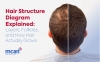 Hair Structure Diagram Explained: Layers, Follicles, and How Hair ...
